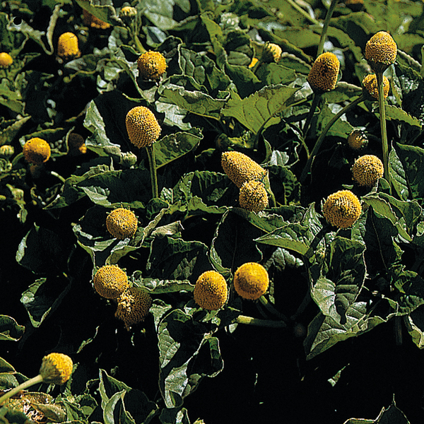 Graines potagères BREDE MAFANE ou CRESSON DE PARA BREDE MAFANE ...