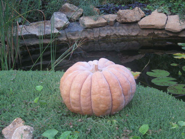 Graines potagères COURGE, POTIRON ET CITROUILLE MINOR (Cucurbita ...