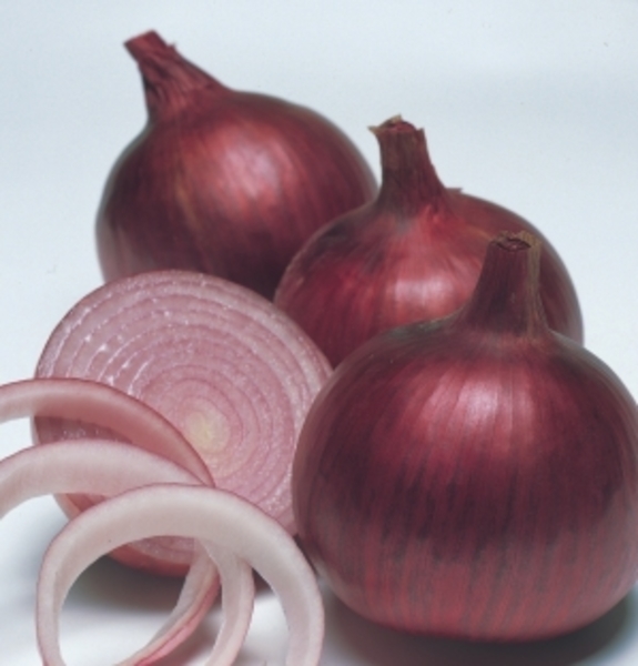 Graines potagères OIGNON LINUS F1 (Allium cepa) - Graineterie A. DUCRETTET