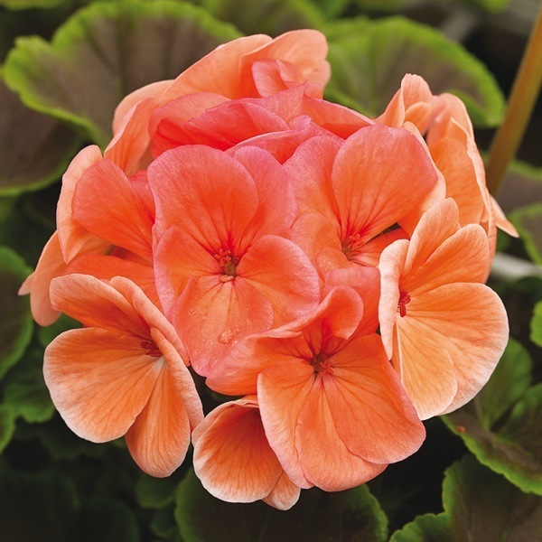 Graines de fleurs GERANIUM ZONALE BULLSEYE F1 (Pelargonium zonale ...