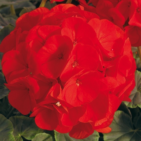Graines de fleurs GERANIUM ZONALE BULLSEYE F1 (Pelargonium zonale ...