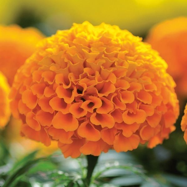 Graines de fleurs ROSE D'INDE TAÏSHAN F1 (Tagetes erecta) - Graineterie ...